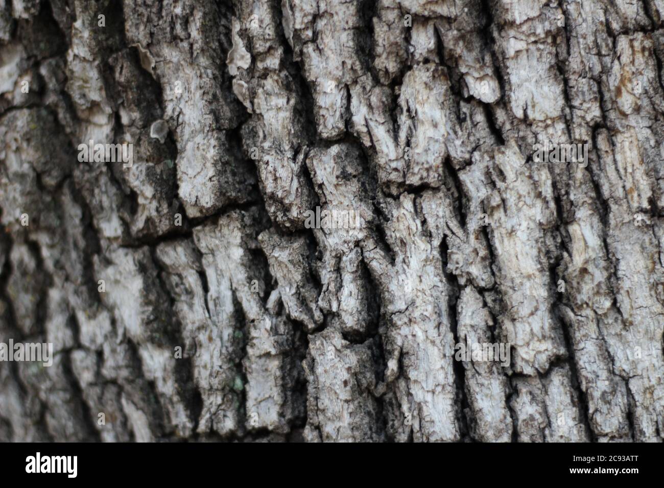 Closeup texture of an old dry tree bark Stock Photo - Alamy