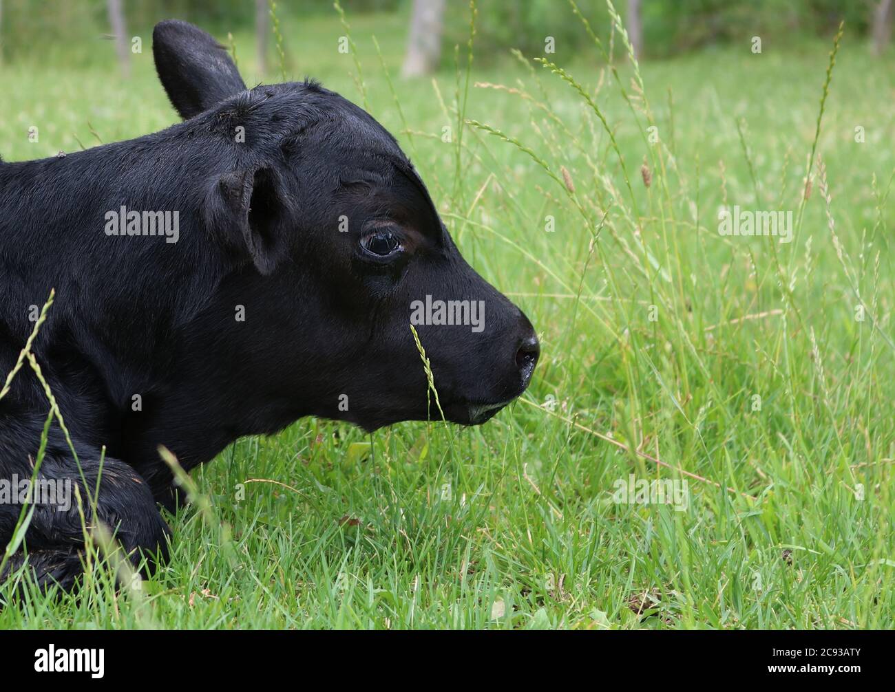 Cow in a grass-covered field captured during the daytime Stock Photo ...