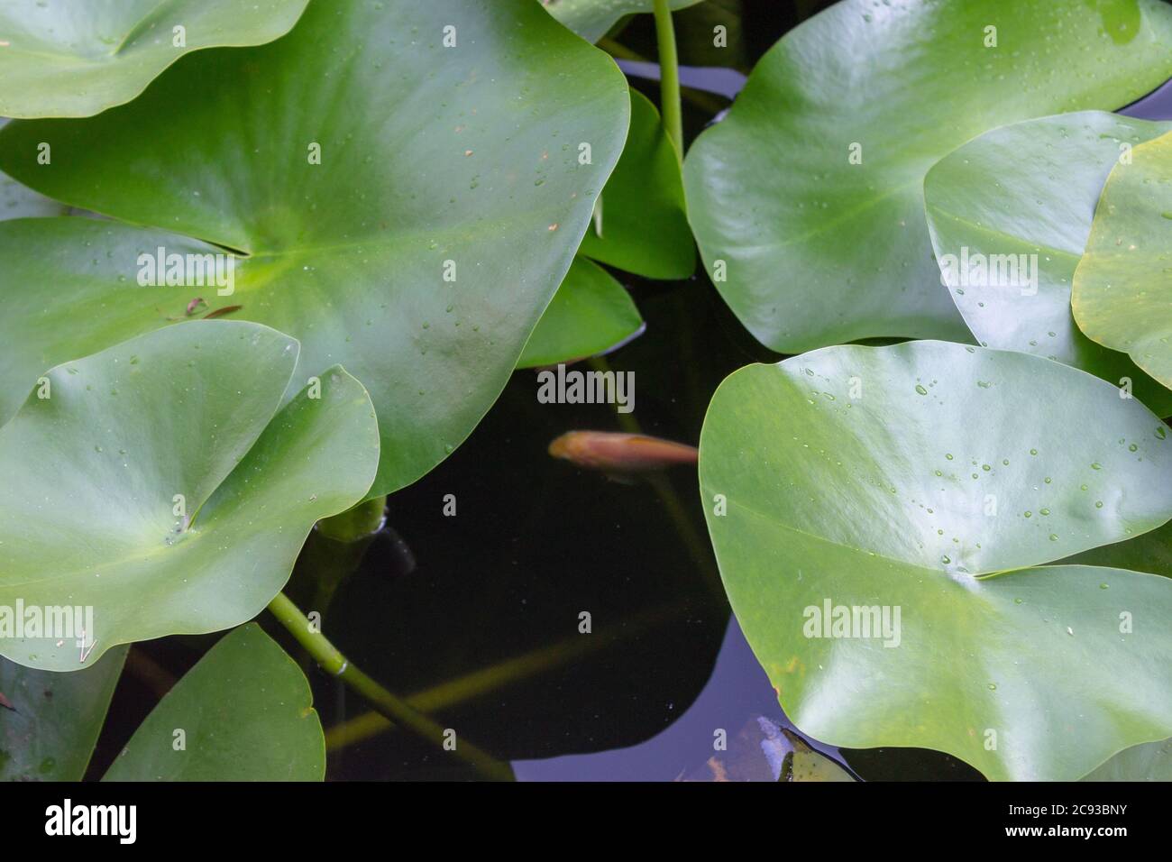 Fish swimming under lily pads Stock Photo - Alamy