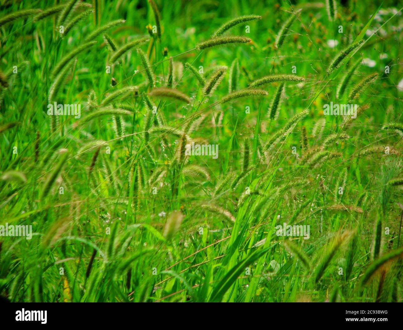 Green field of feather grass - perfect for background Stock Photo - Alamy