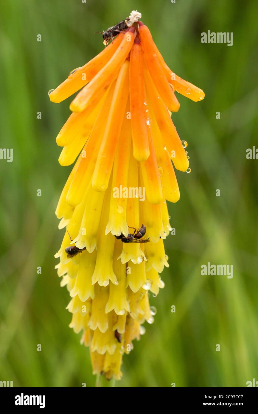 Kniphofia sp. in Malolotja Nature Reserve, Hhohho Province, Eswatini ...