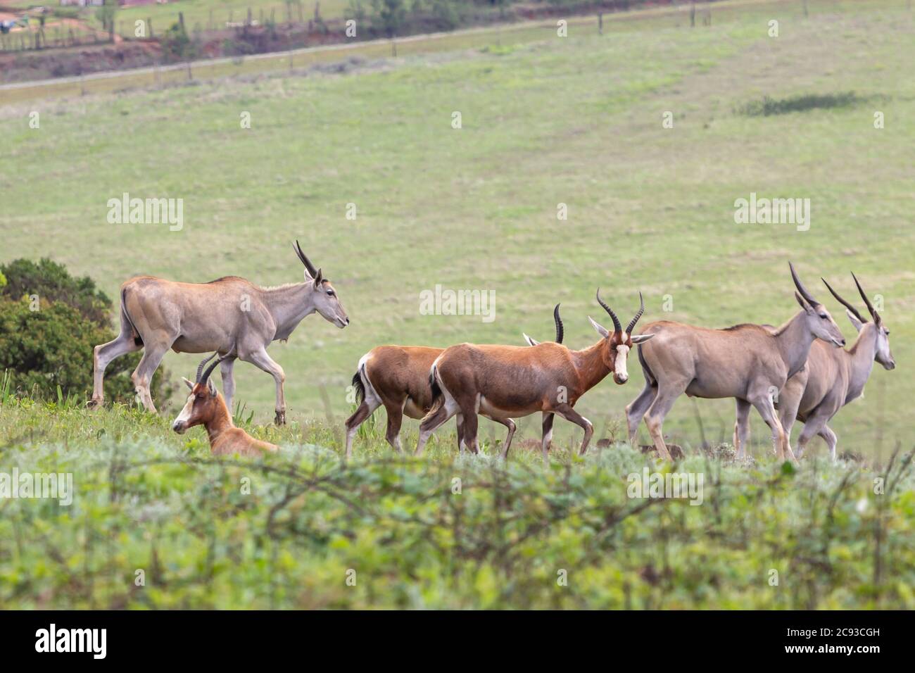 Blesbok (Damaliscus pygargus phillipsi) and common Eland (Taurotragus ...
