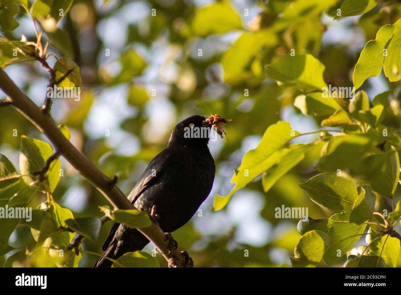 A blackbird proudly displaying his early morning catch Stock Photo - Alamy