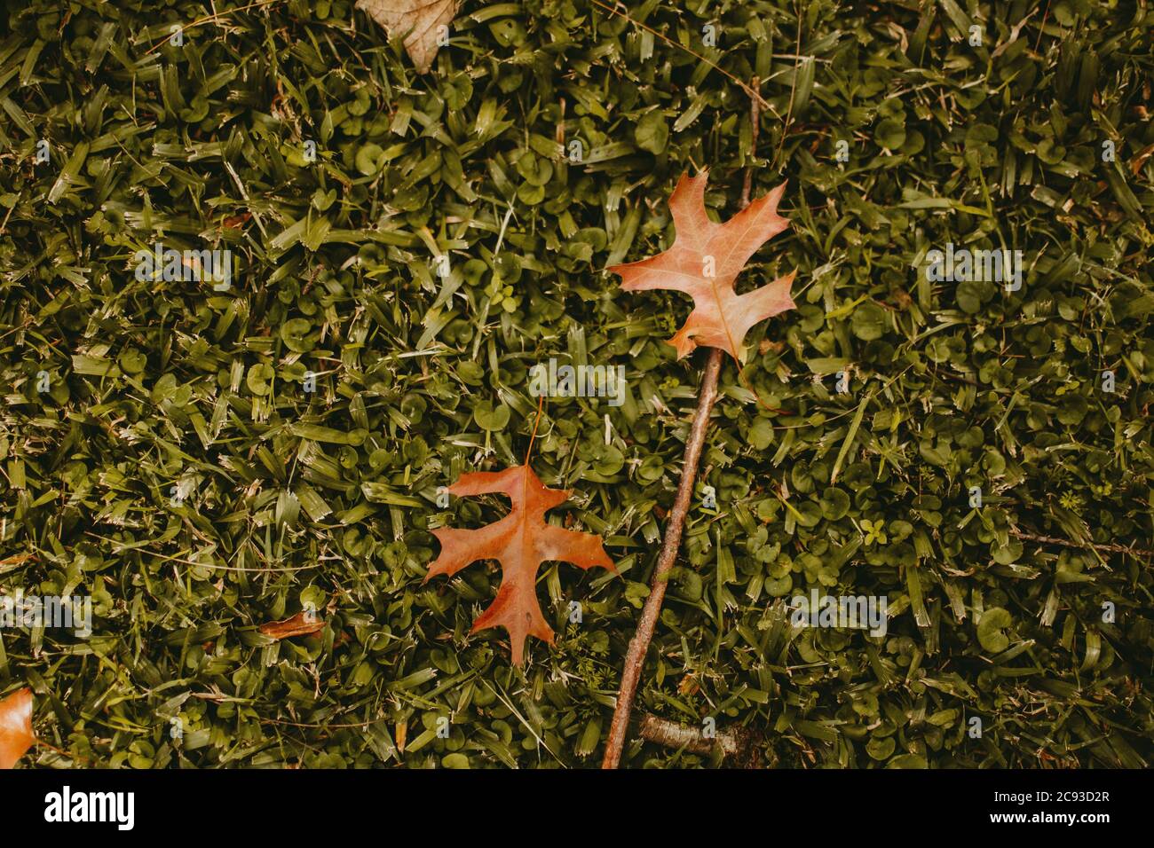 Overhead top view of grass with fallen dry leaves Stock Photo - Alamy