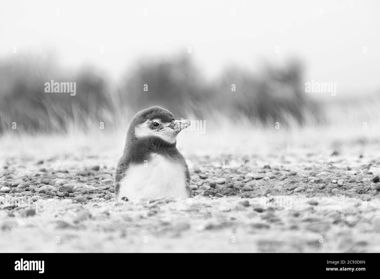 Greyscale closeup shot of a cute baby penguin Stock Photo - Alamy