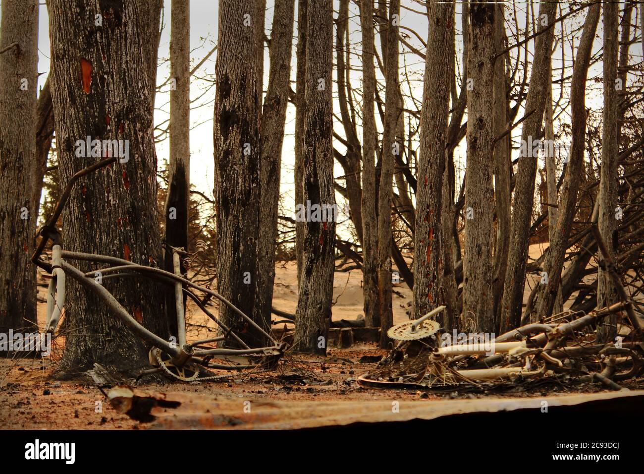 Wood-cutting machine in the forest with dry trees Stock Photo - Alamy