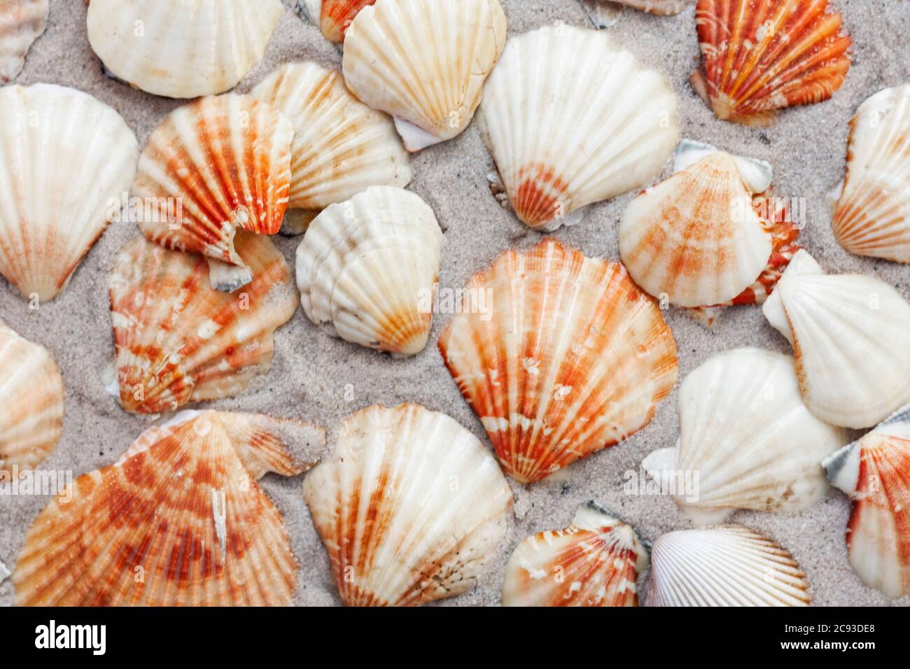 Seashells, sea shells on the sand, summer beach background travel ...