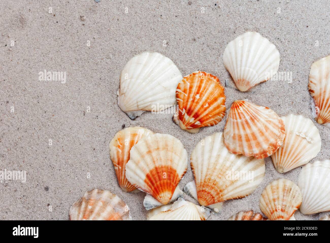 Seashells, sea shells on the sand, summer beach background travel ...