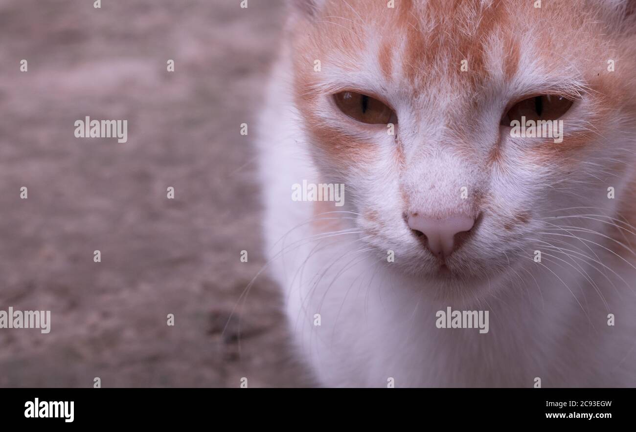 Bangladeshi animals hi-res stock photography and images - Alamy