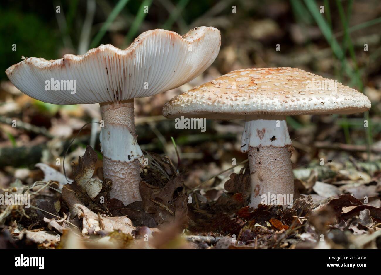 Death cap mushrooms hi-res stock photography and images - Alamy