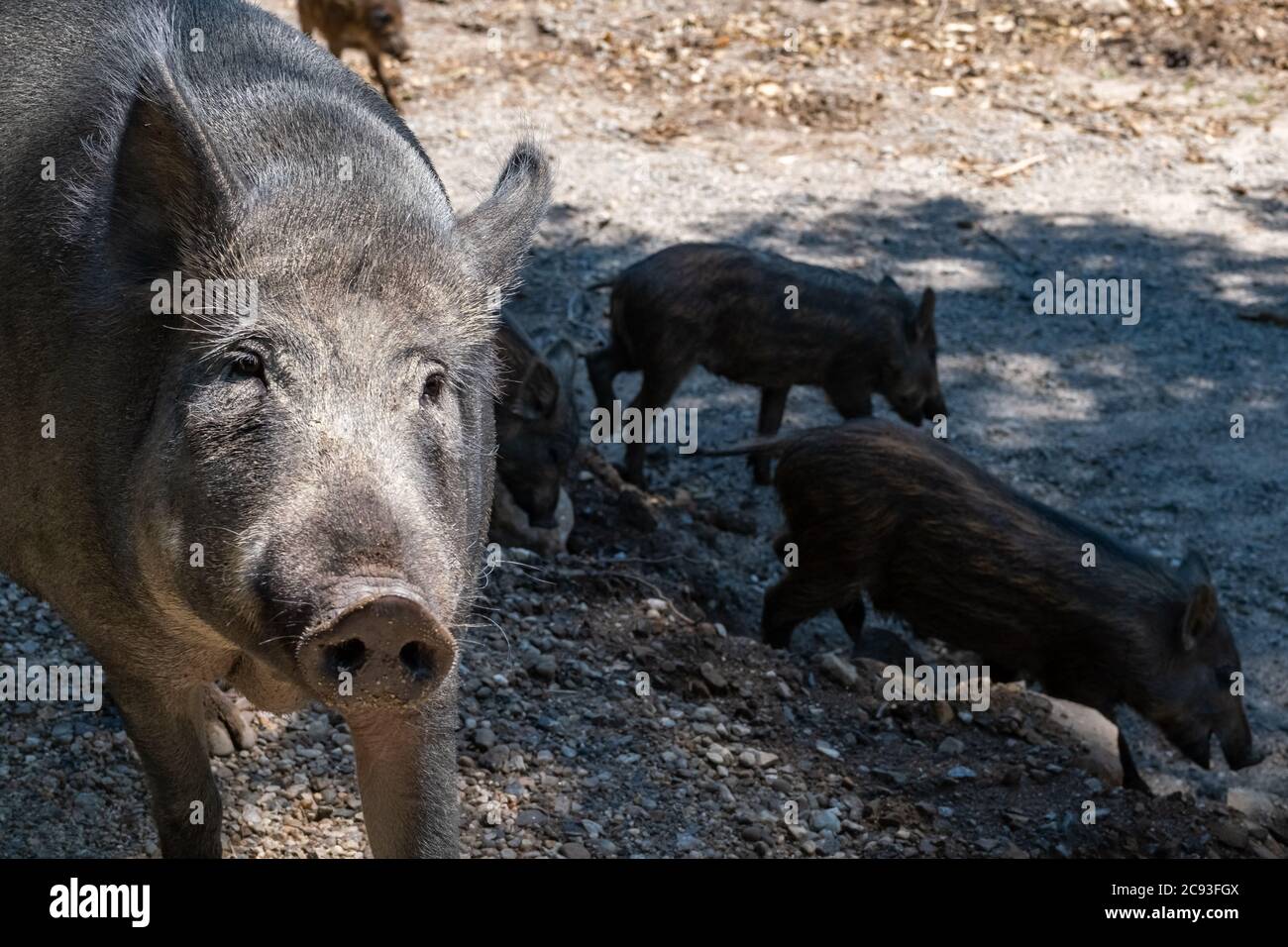 A mother wild boar and her piglets behind her move along rocky, gravel ...
