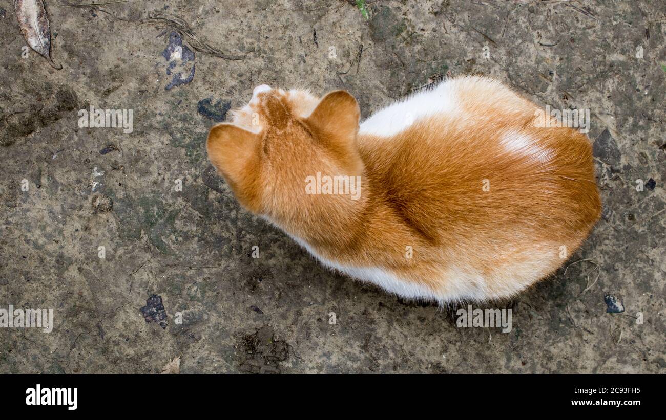 A Beautiful Home cat was waiting for a rat to hunt. Top View Picture ...