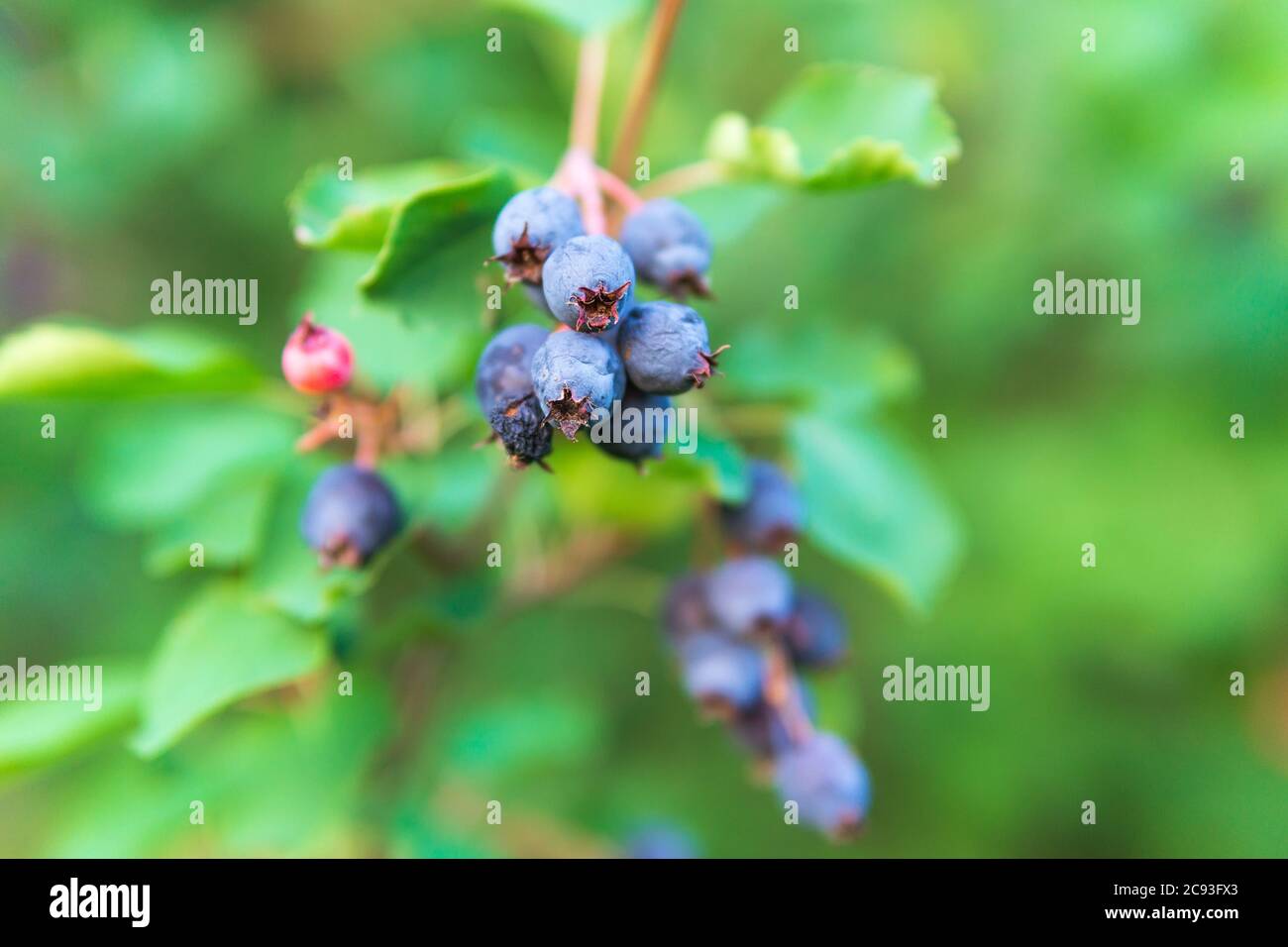 Amelanchier alnifolia hi-res stock photography and images - Alamy