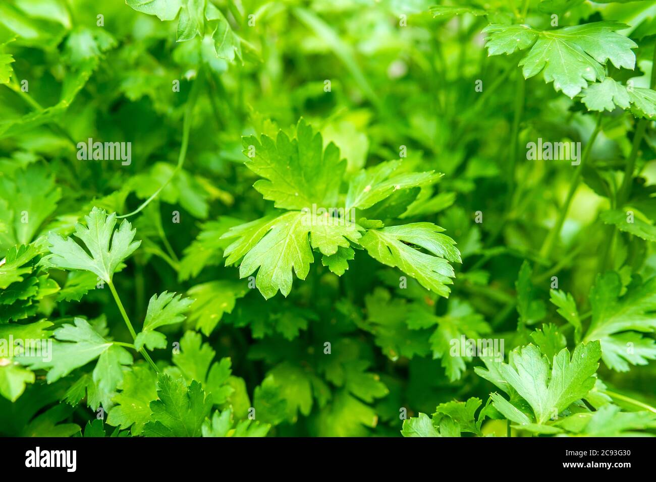 Cilantro Chinese Parsley