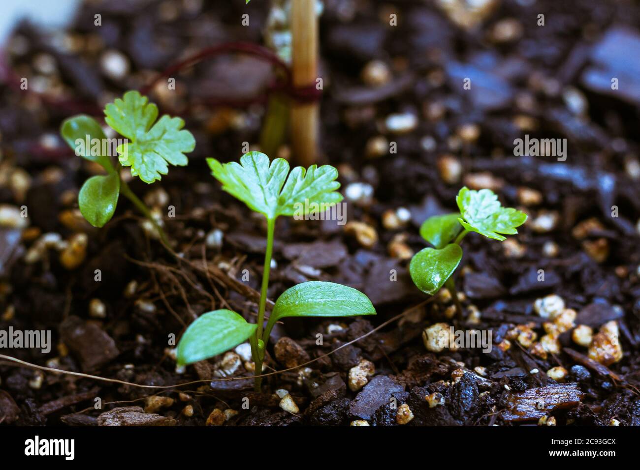 First true leaves of parsley seedling Stock Photo - Alamy