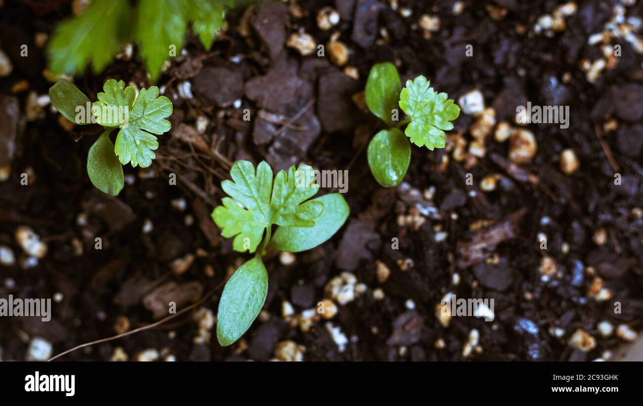 First true leaves of parsley seedling Stock Photo - Alamy