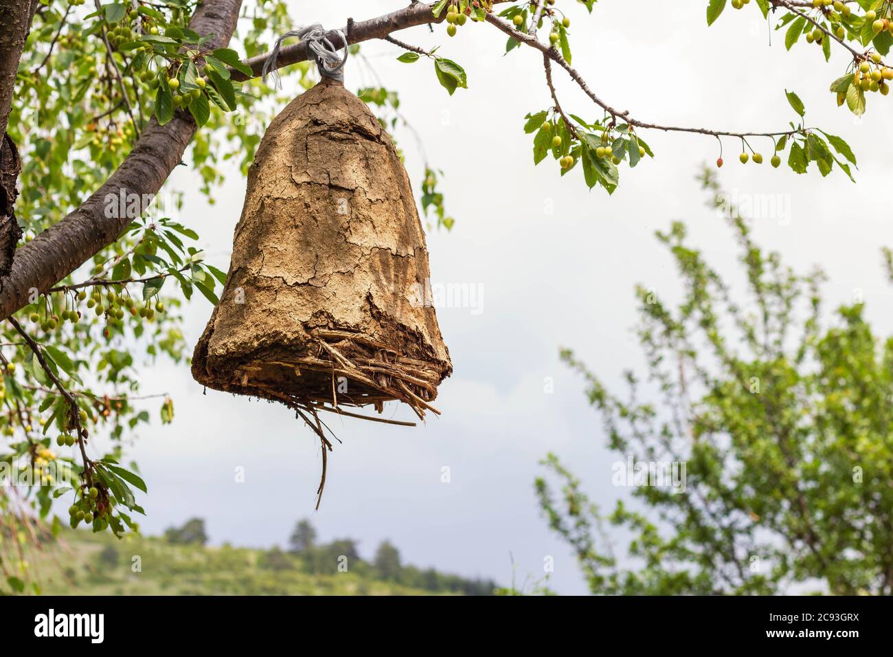 Beehive in tree hi-res stock photography and images - Alamy