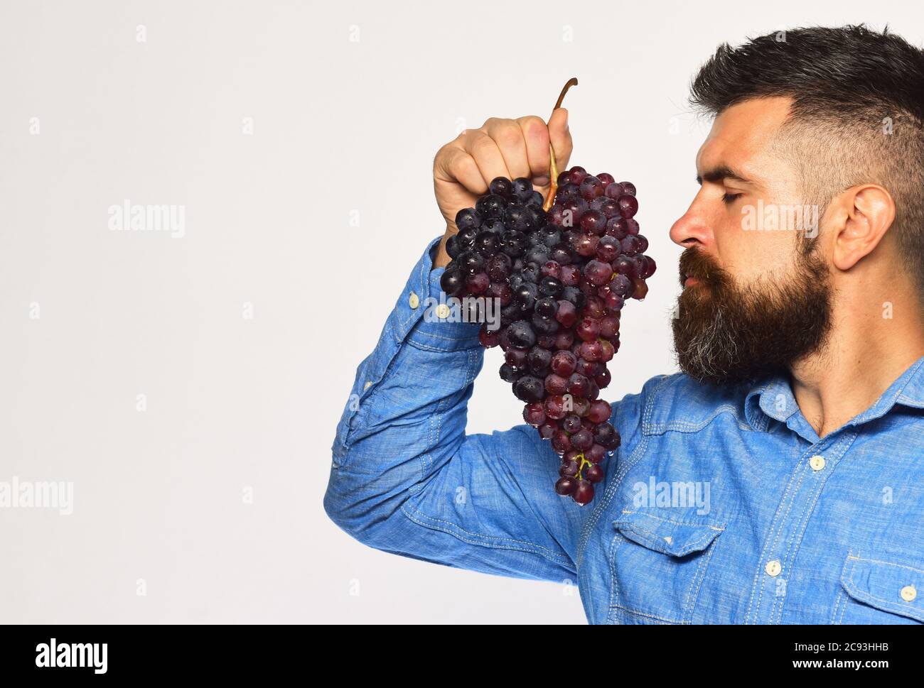 Viticulture and gardening concept. Man with beard holds bunch of black ...