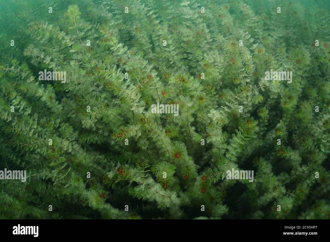 Underwater shot of Coontail (Ceratophyllum) meadow, Moscow region ...