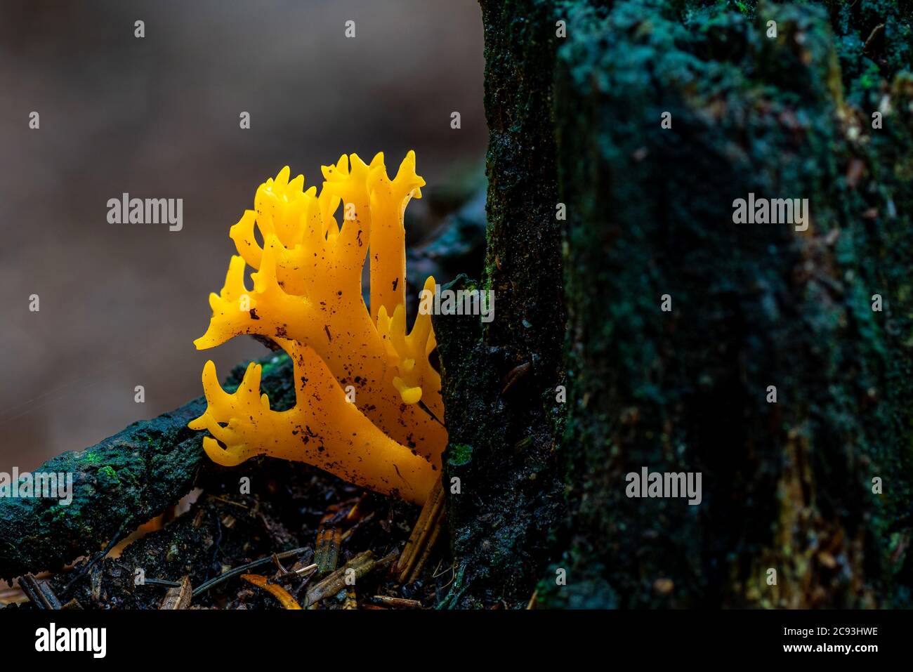 Calocera viscosa hi-res stock photography and images - Alamy
