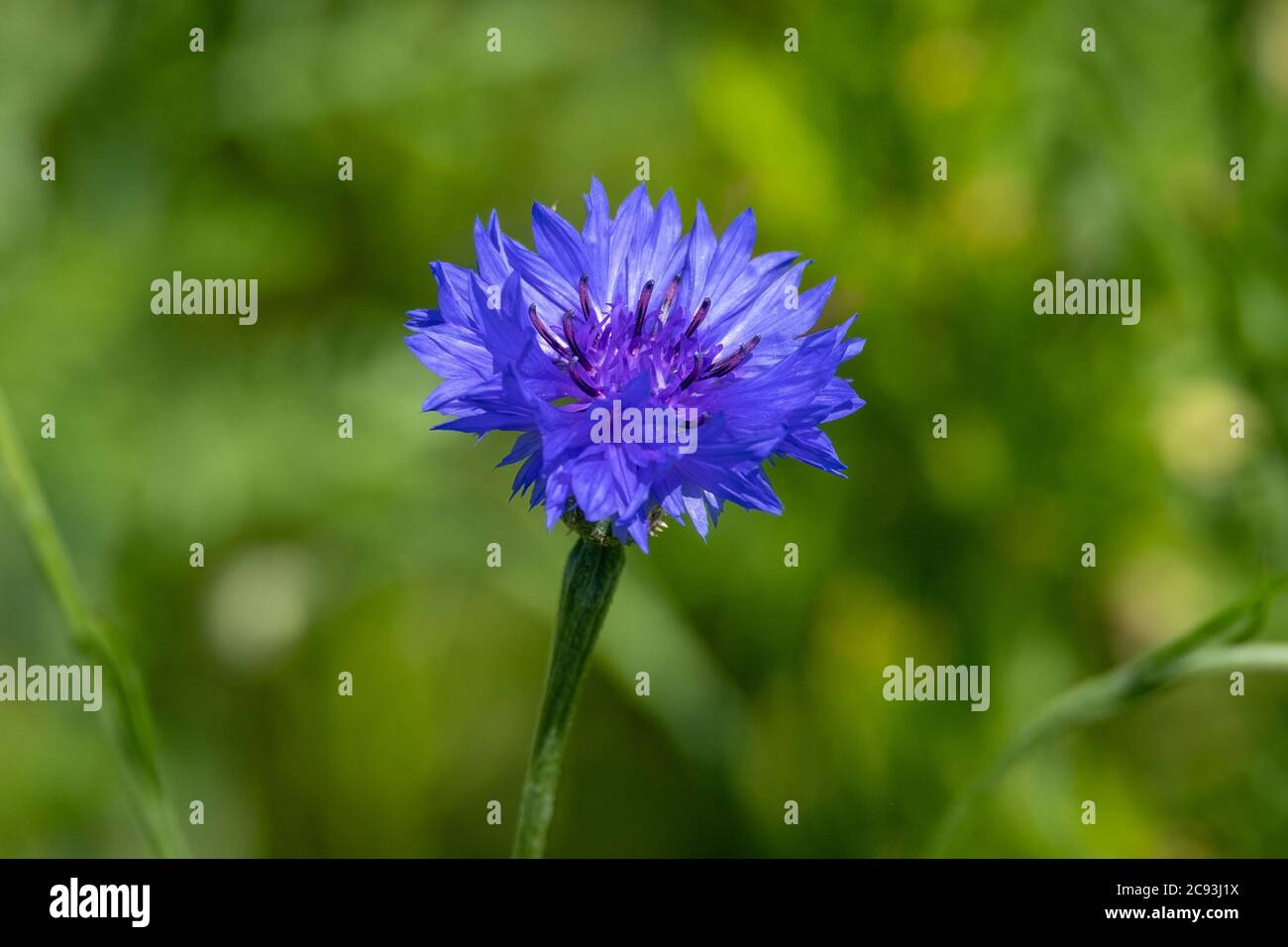 cornflower at a farm beside the river Leiblach at the border Germany ...
