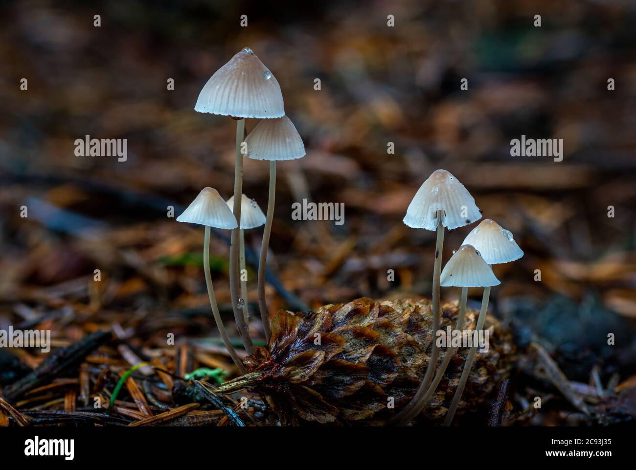 Mycena mushrooms hi-res stock photography and images - Alamy