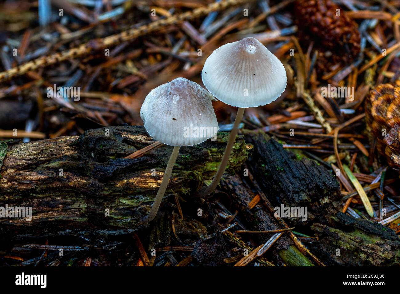 A very small mushroom, mycena alcalina Stock Photo - Alamy