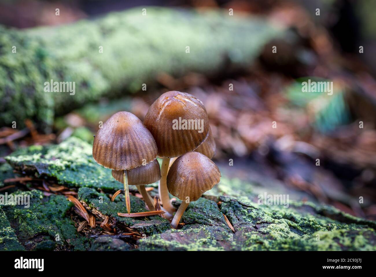 Mycena Mushroom High Resolution Stock Photography and Images - Alamy