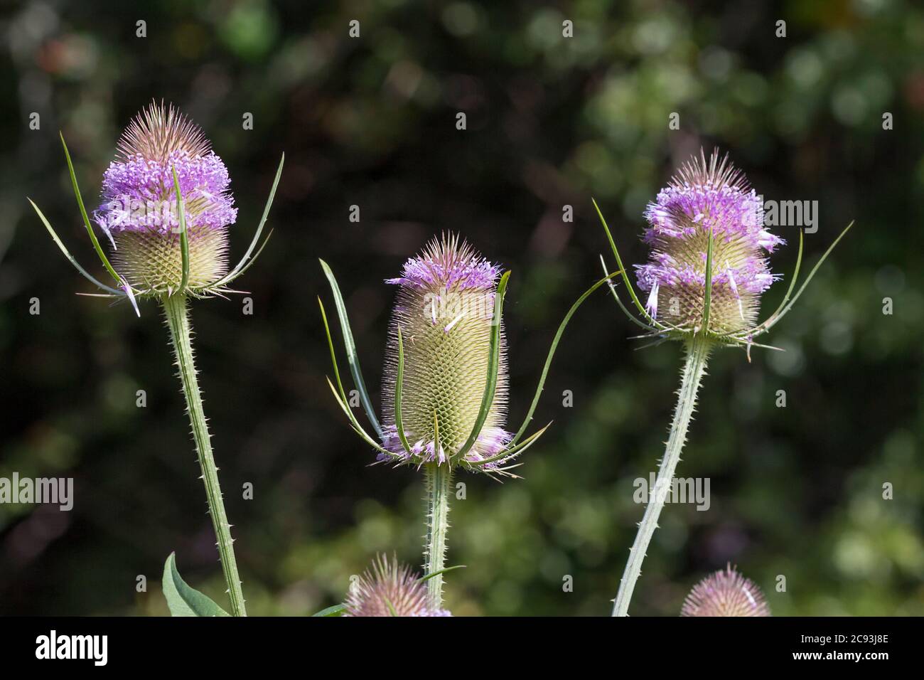 Multiple slender petals hi-res stock photography and images - Alamy