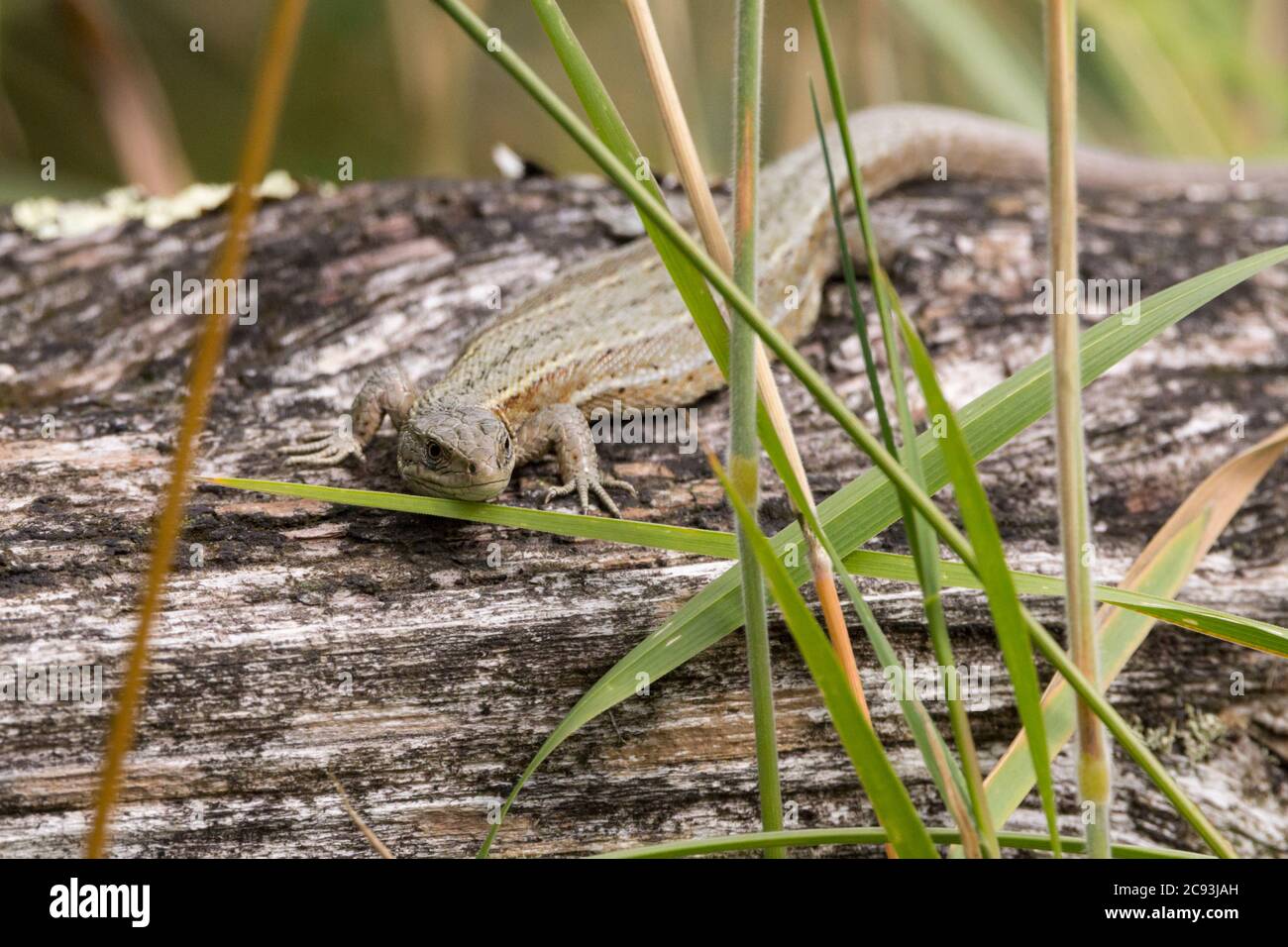 Light and dark markings hi-res stock photography and images - Alamy