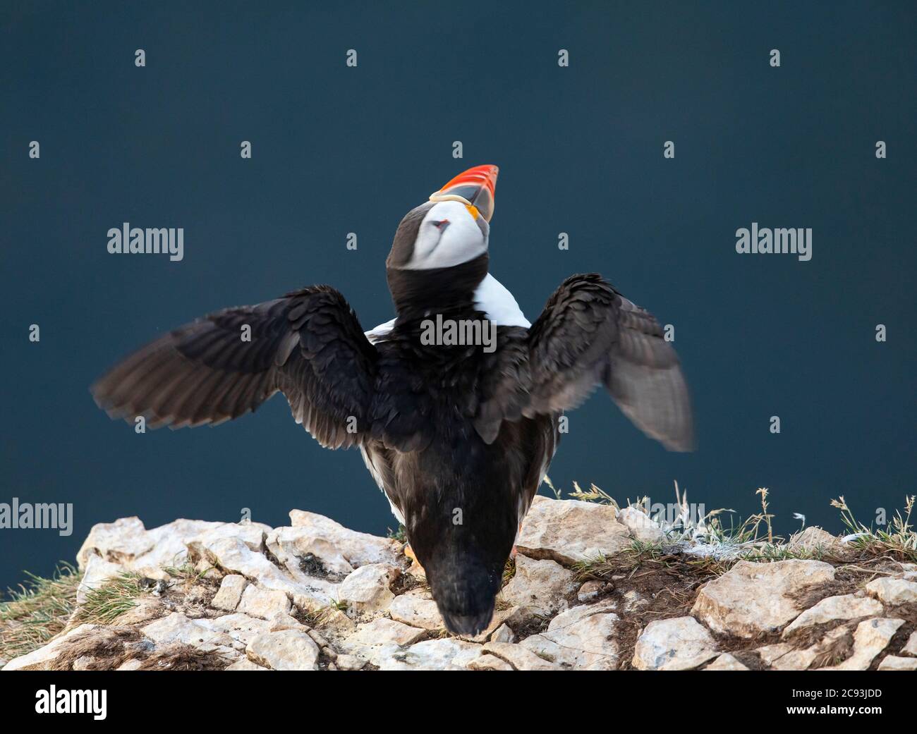 Atlantic puffin (Fratercula arctica), known as the 'clown of the sea ...