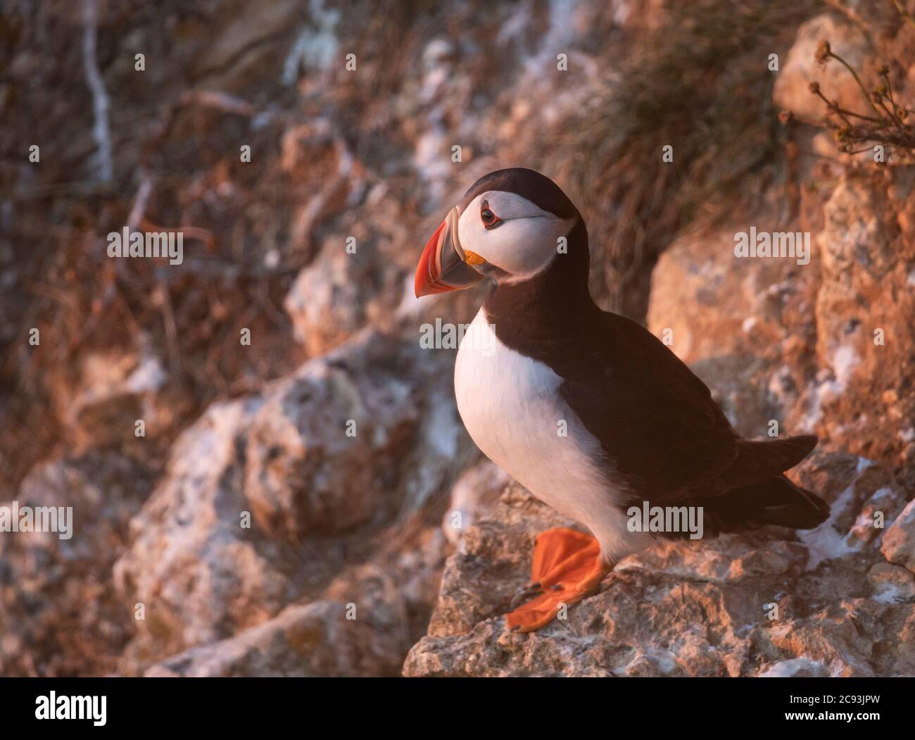 Sea parrot hi-res stock photography and images - Alamy