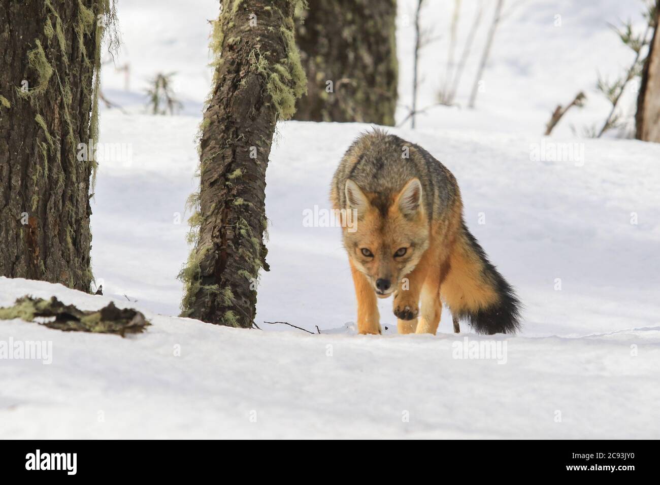 South American gray fox walking in a forest covered in the snow in ...