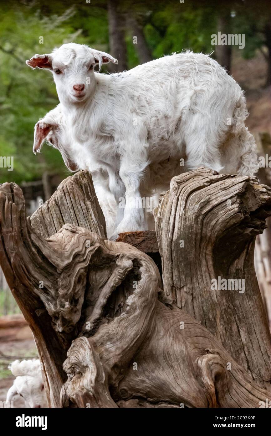 Vertical shot of white baby Nigora Goats on a tree in a forest in ...
