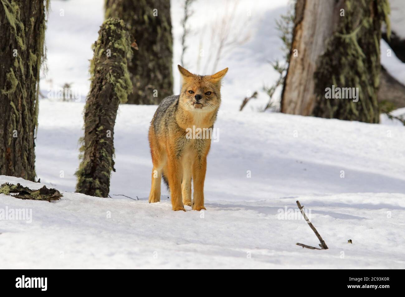 South American gray fox in a forest covered in the snow under the ...