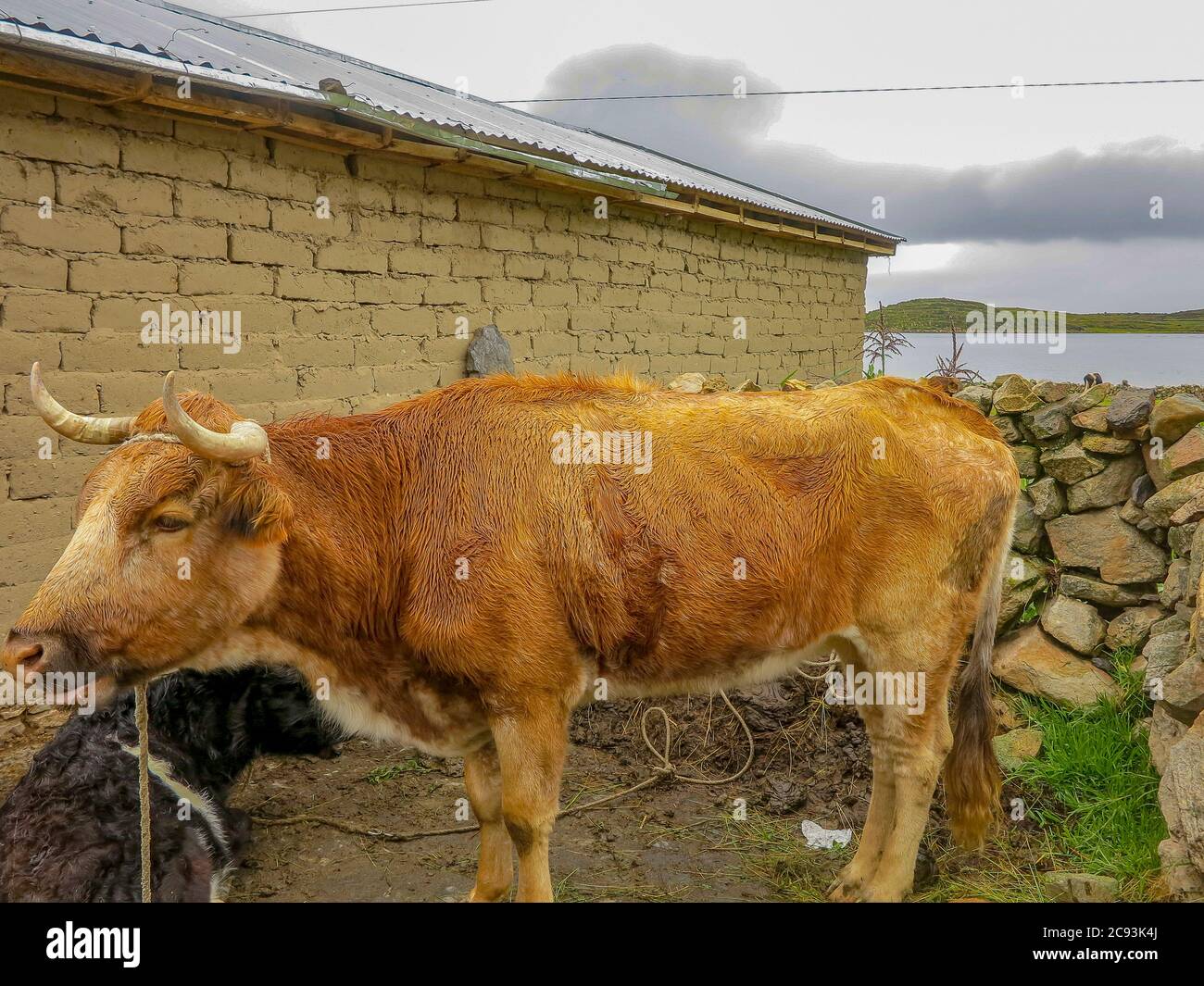 cattle in Copacabana, Titicaca lLke, border of Bolivia and Peru Stock ...