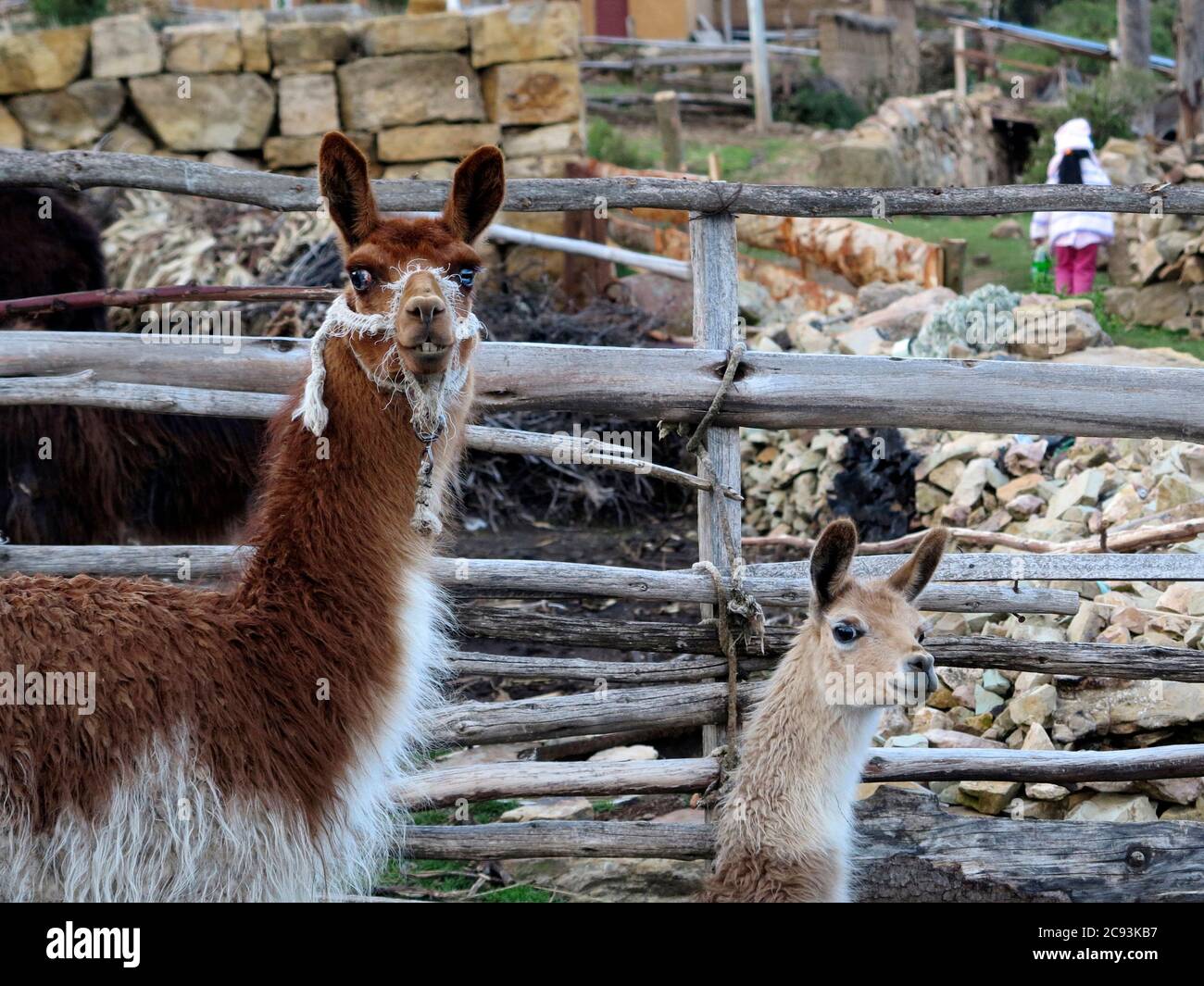 llama and her cub look at camerat Lhama is a typical animal of Andes in ...