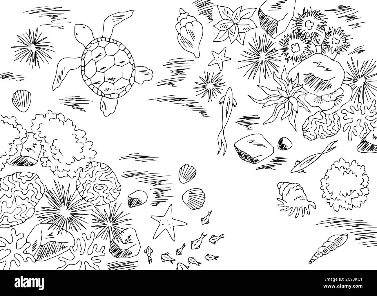 Turtle shell top view hi-res stock photography and images - Alamy