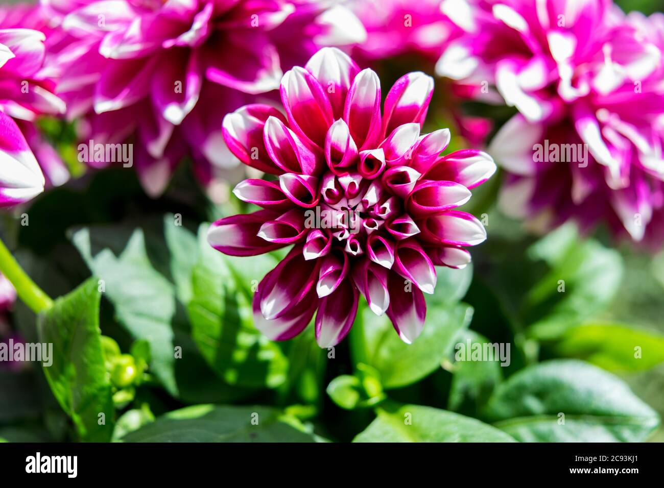 Dahlia in spring hi-res stock photography and images - Alamy