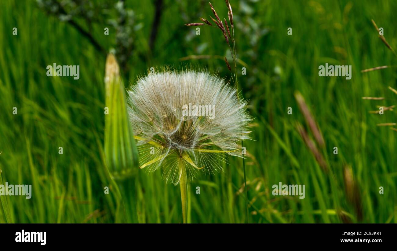 Goats beard weed Stock Photo - Alamy