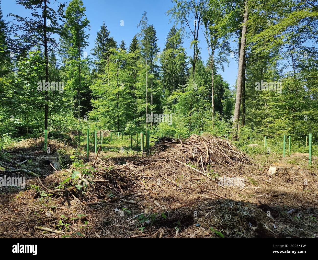 Protection tree planting Stock Photo - Alamy
