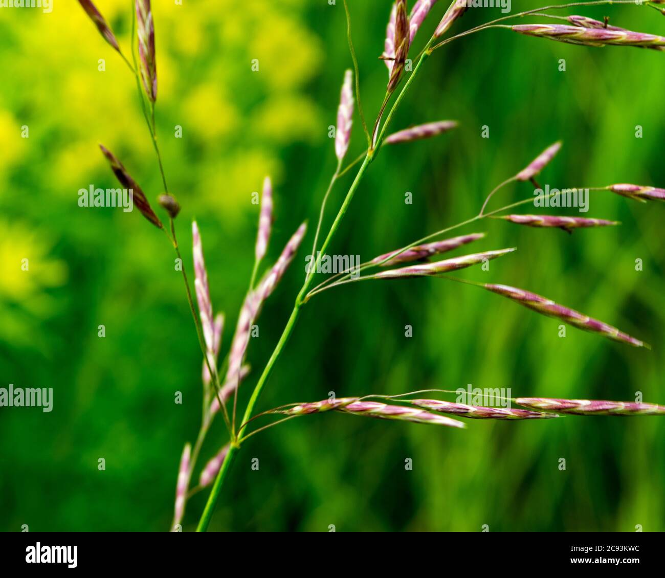 Lots of flowering grass hi-res stock photography and images - Alamy