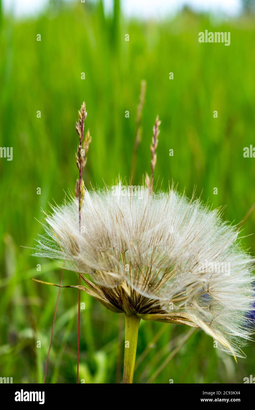 Goats beard weed Stock Photo - Alamy