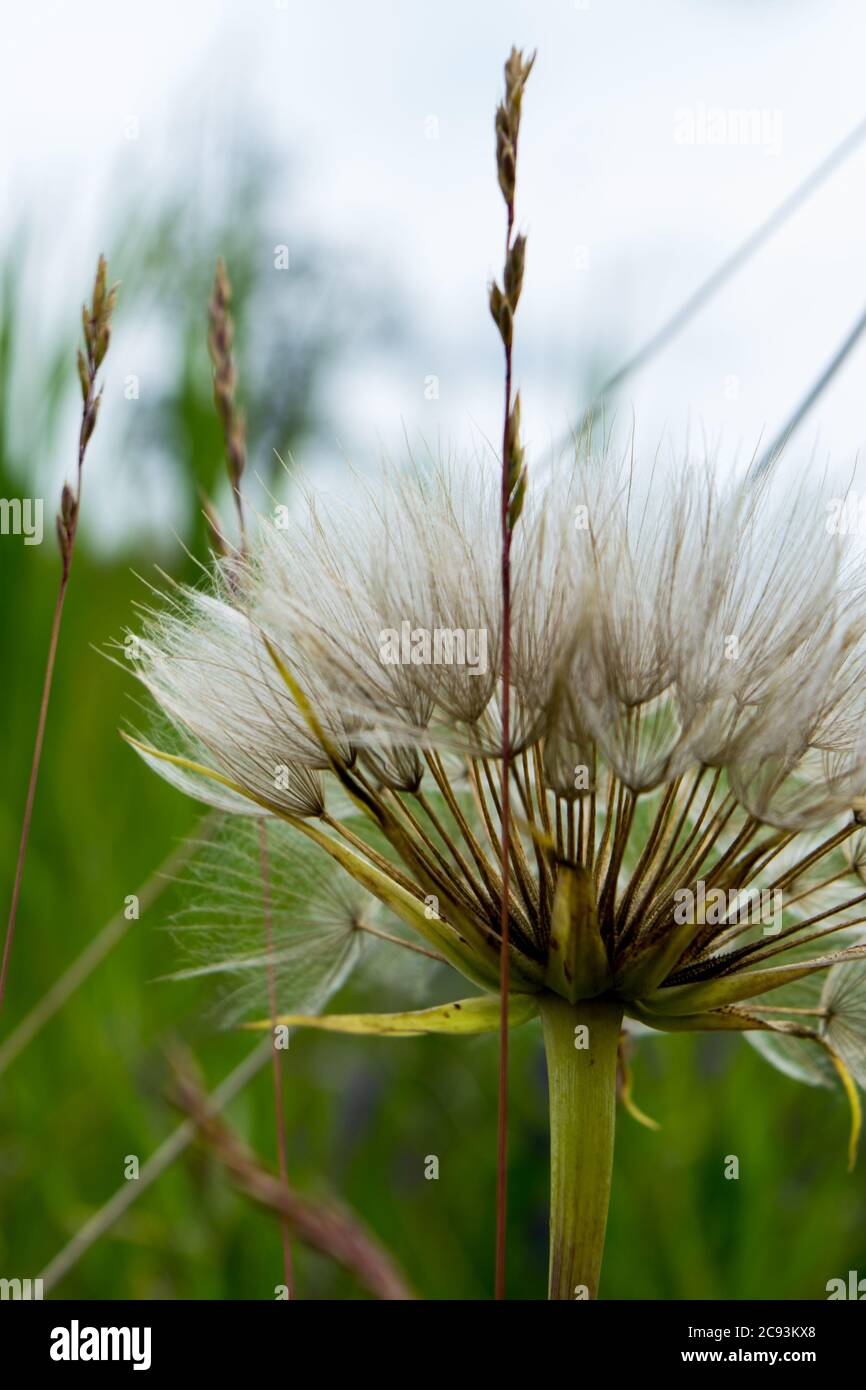 Goats beard weed hi-res stock photography and images - Alamy