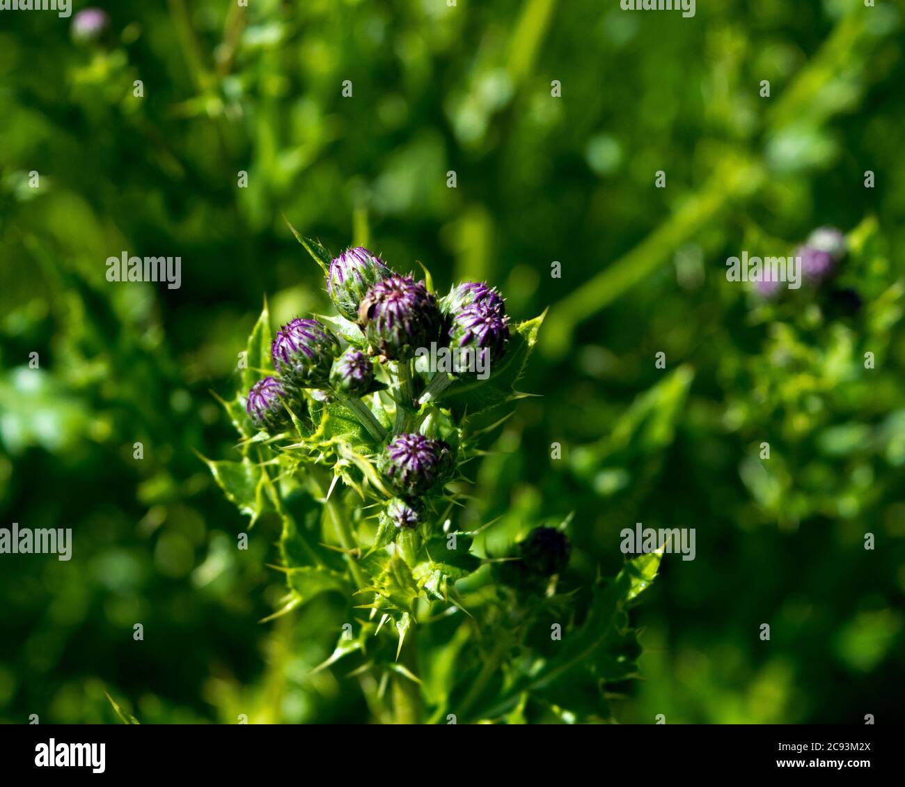 Prickly weeds hi-res stock photography and images - Alamy