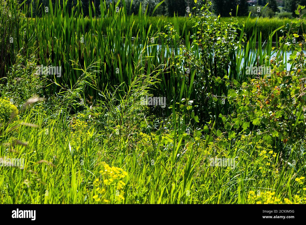 Edge of pond plants hi-res stock photography and images - Alamy