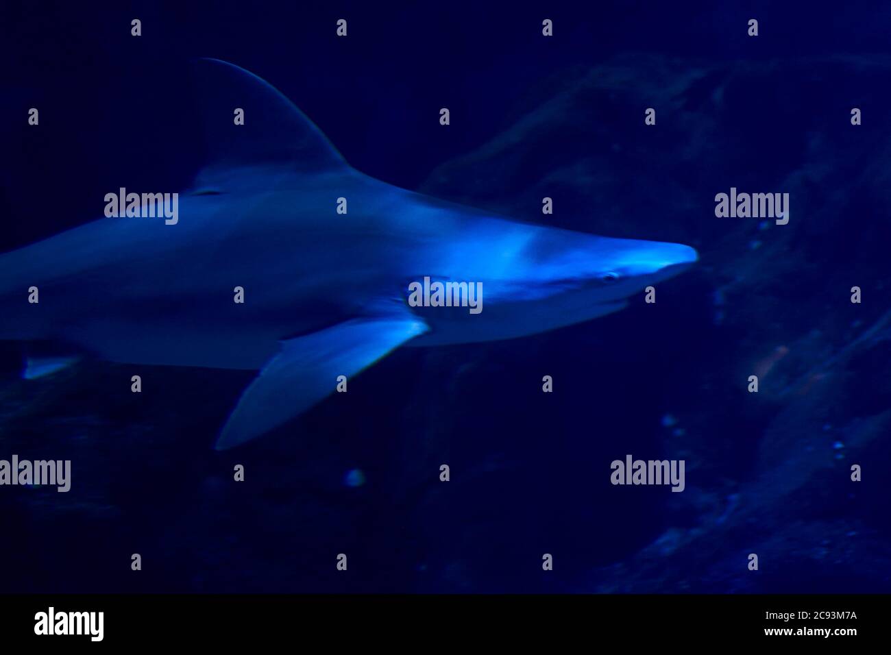 Great white shark swimming coral hi-res stock photography and images ...