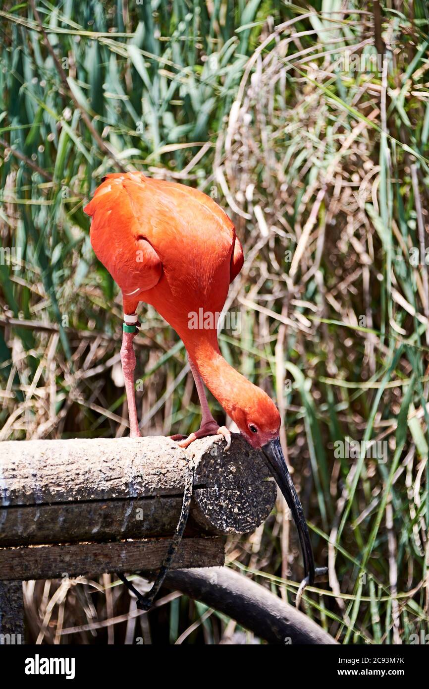 Scarlet ibis eating a small fish, colorful, wood, green Stock Photo - Alamy