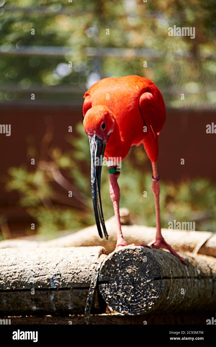 Scarlet ibis eating hi-res stock photography and images - Alamy
