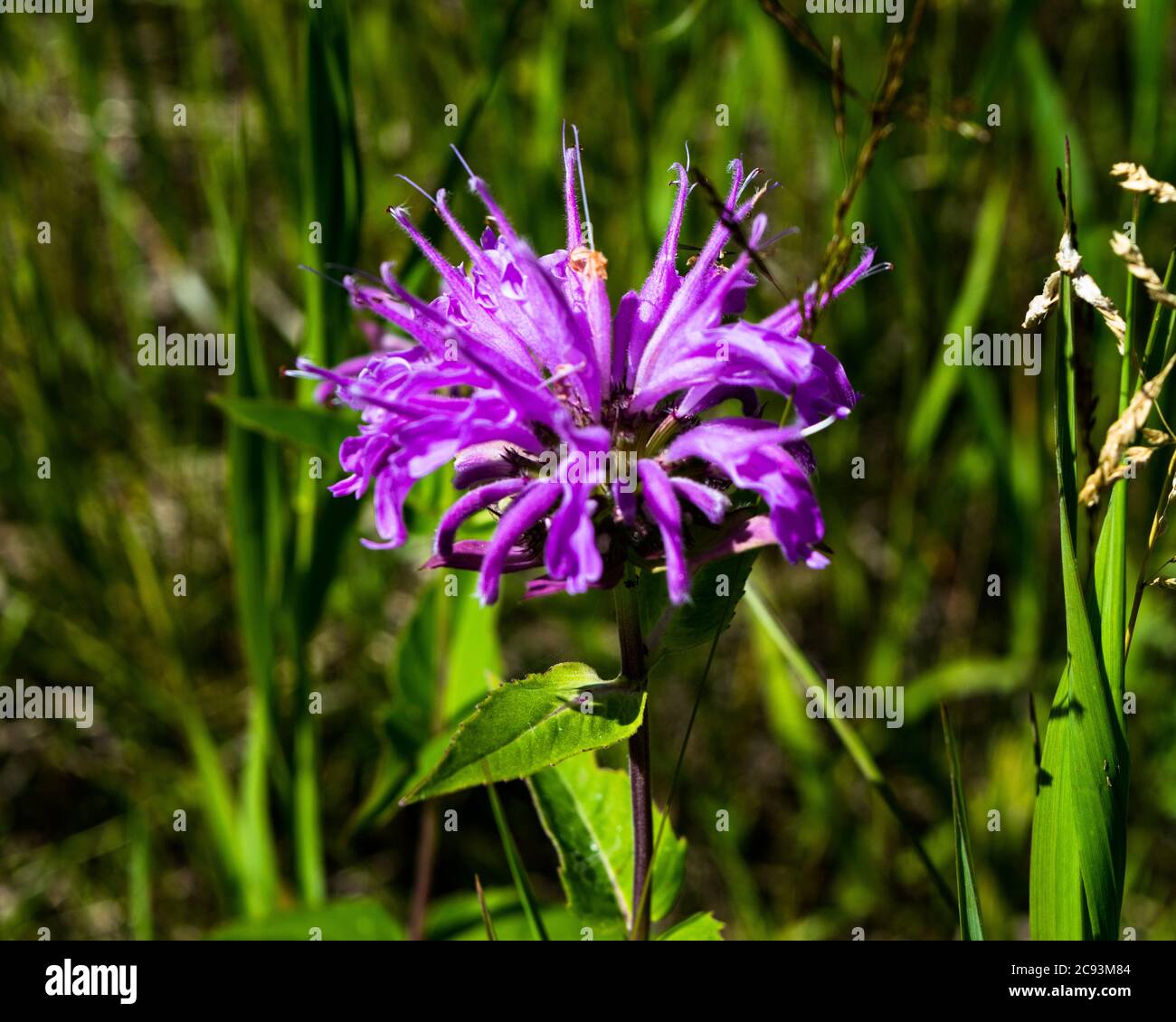 Flowers in the wild Stock Photo - Alamy